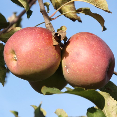 Verger du Grand Morin - Cueillette de pommes bio et autres fruits en ...